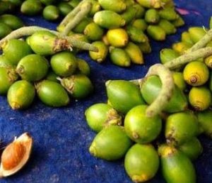 6 Jenis Pohon Pinang Varietas Unggul di Indonesia