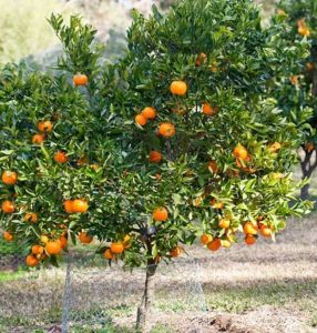 Pohon Jeruk - Klasifikasi, Morfologi & Ciri Khususnya