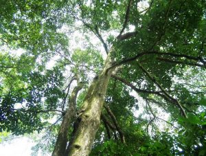 Pohon Rasamala - Habitat, Morfologi, & Manfaatnya