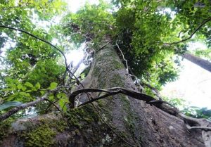 Fakta Pohon Ulin, Kayu Sekuat Besi?