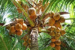 Pohon Kelapa - Klasifikasi, Morfologi & Jenisnya