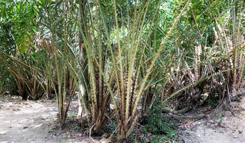 Rotan - Klasifikasi, Morfologi, Habitat, Sebaran & Jenis