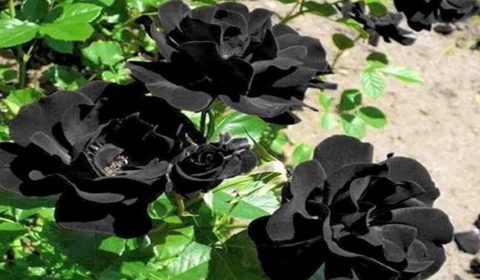 Bunga Mawar Merah, Mawar Putih, & Mawar Hitam