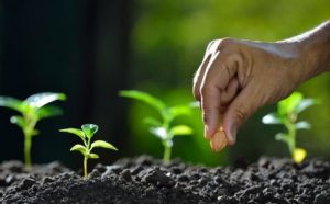Apa Itu Benih? Yuk Mengenal Bibit Tanaman Lebih Lanjut
