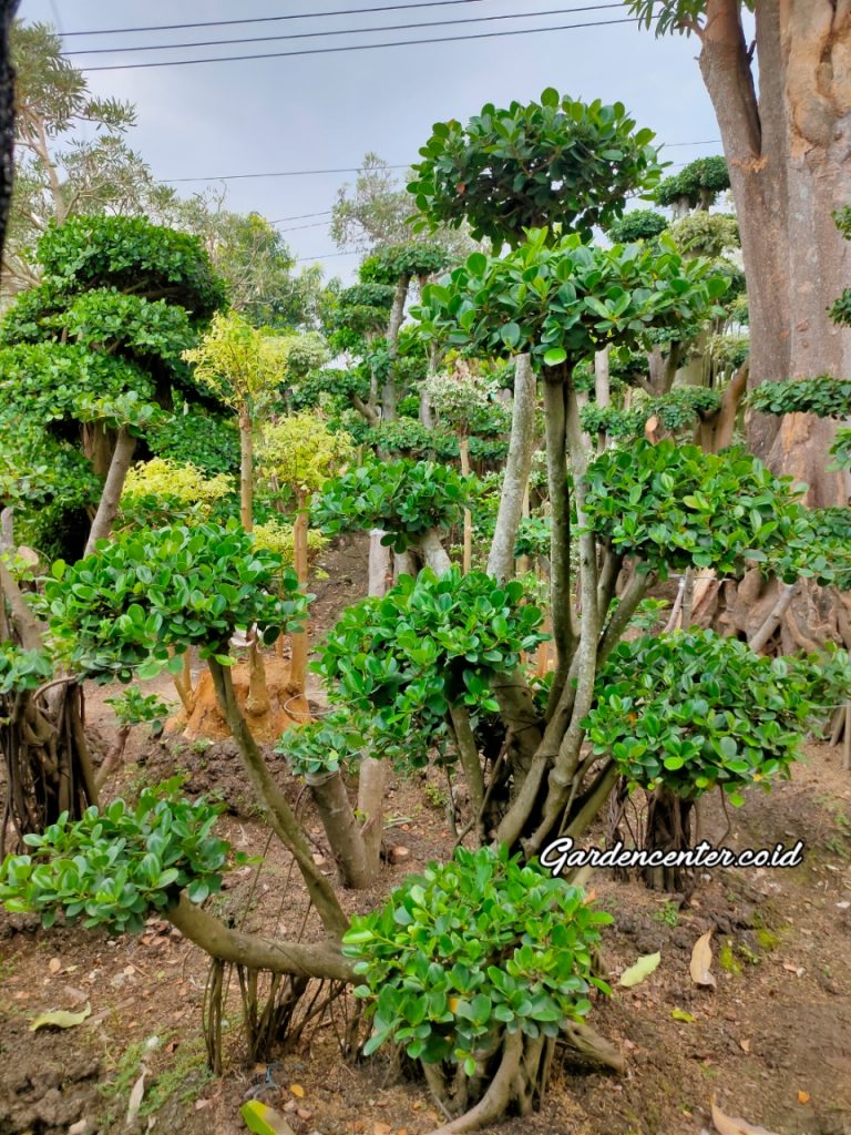Jual Beringin Korea | Harga Bonsai Pohon Dolar