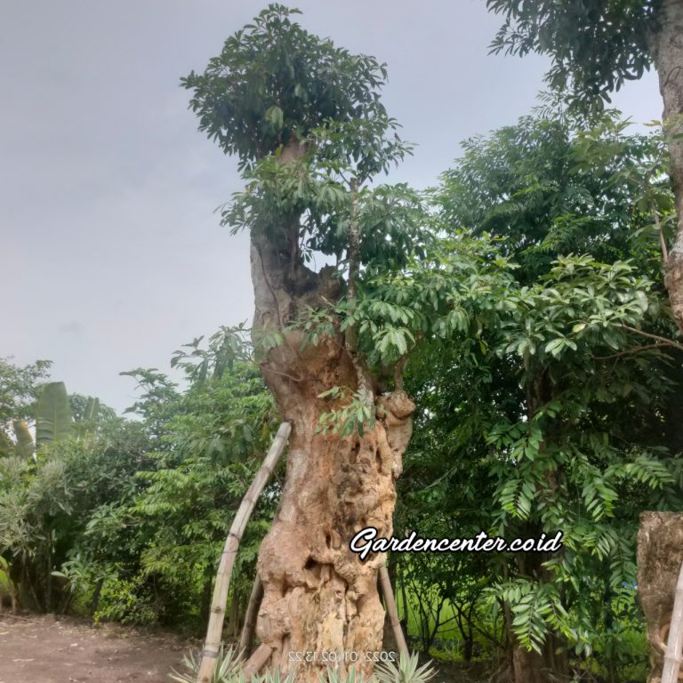 Jual Pohon Pule | Harga & Jenis Pohon Pule Taman