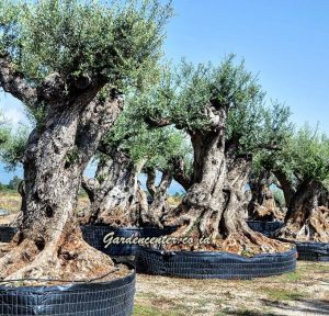 Jual Pohon Olive Tree Zaitun Bandung | Harga Bonsai Olive