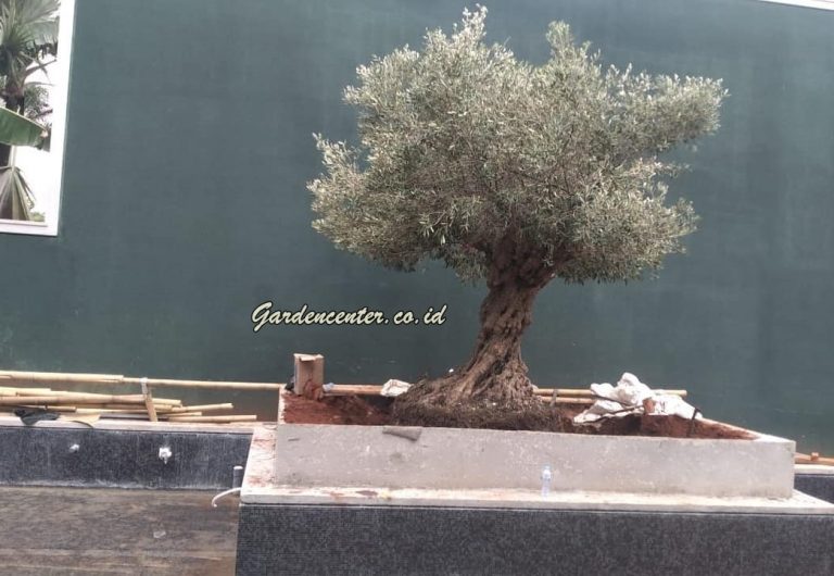 Jual Pohon Olive Tree Zaitun Bandung | Harga Bonsai Olive