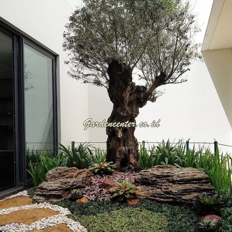Jual Pohon Olive Tree Zaitun Bandung | Harga Bonsai Olive