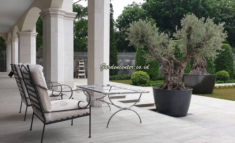 Jual Pohon Olive Tree Zaitun Bandung | Harga Bonsai Olive