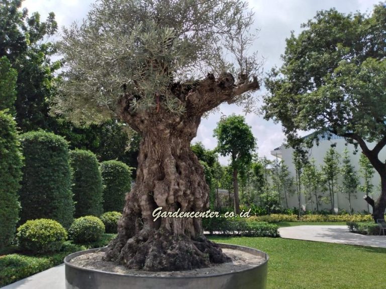 Jual Pohon Olive Tree Zaitun Bandung | Harga Bonsai Olive