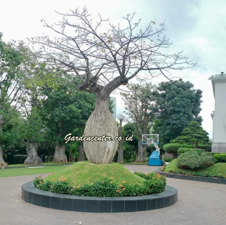 Jual Pohon Bottle Tree di Singaraja √ Chorisia Speciosa