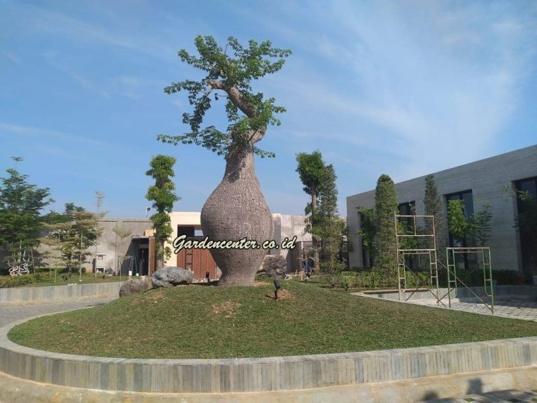 Jual Pohon Bottle Tree di Singaraja √ Chorisia Speciosa