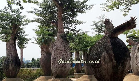 Landscape & Gardening Blogs | Garden Center Indonesia