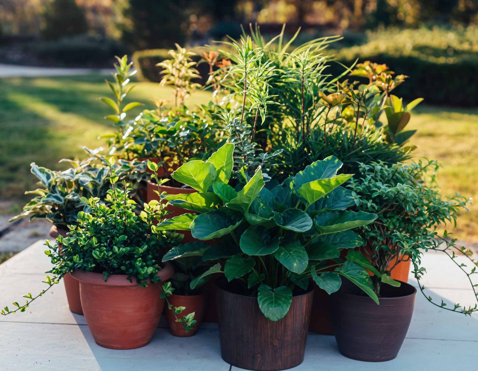 Tanaman yang Cocok untuk Taman di Dalam Pot Besar